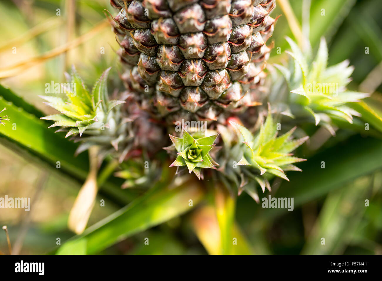 Pineapple plant flower tree hi-res stock photography and images - Alamy
