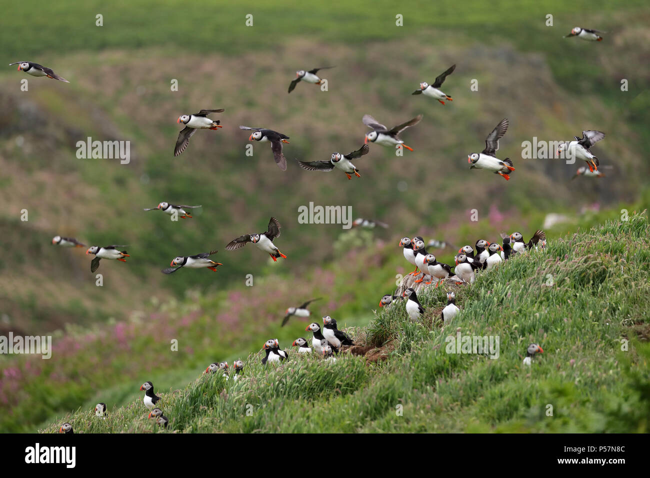 Puffins flying wales hi-res stock photography and images - Alamy