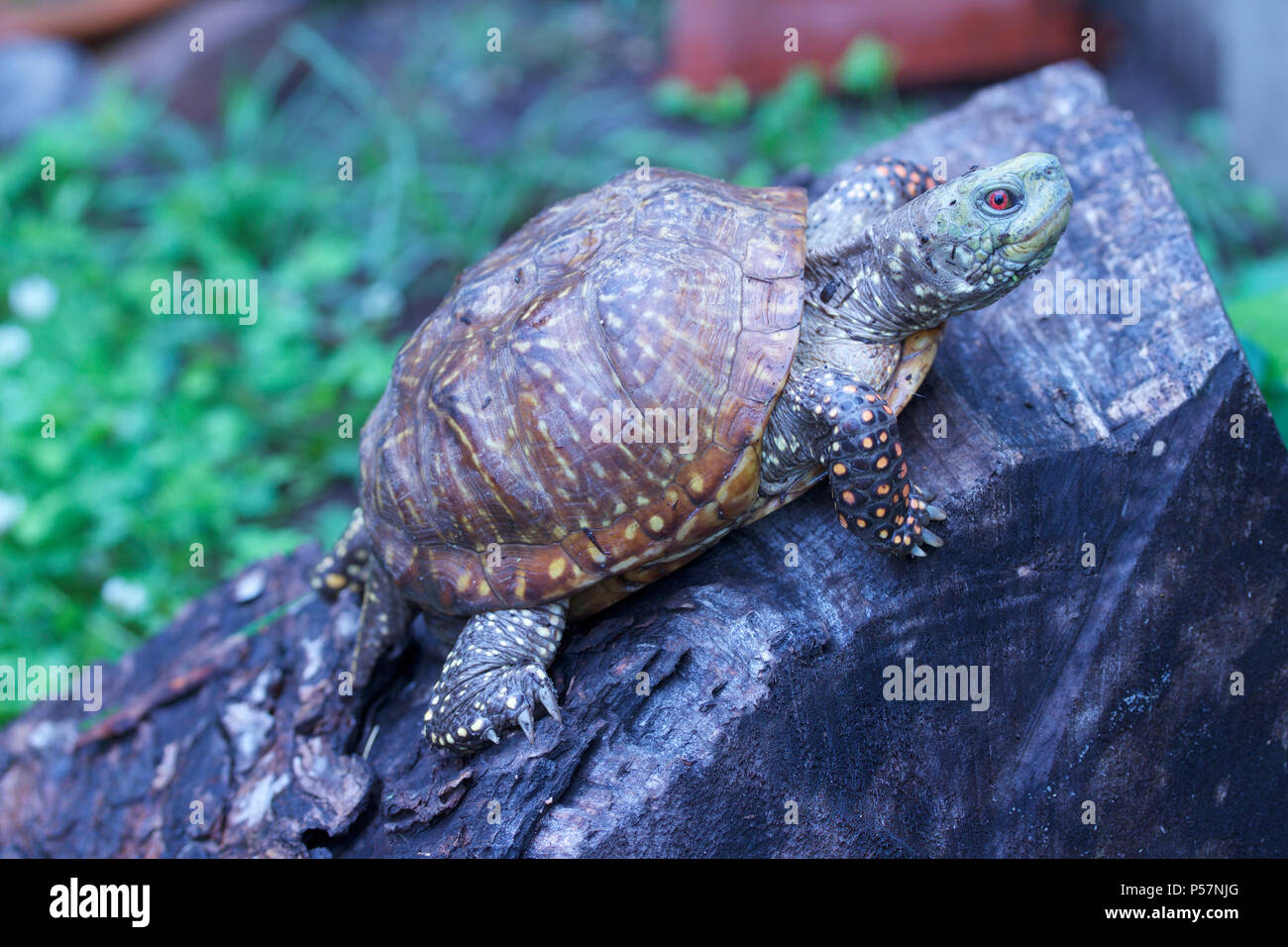 Western box turtle hi-res stock photography and images - Alamy