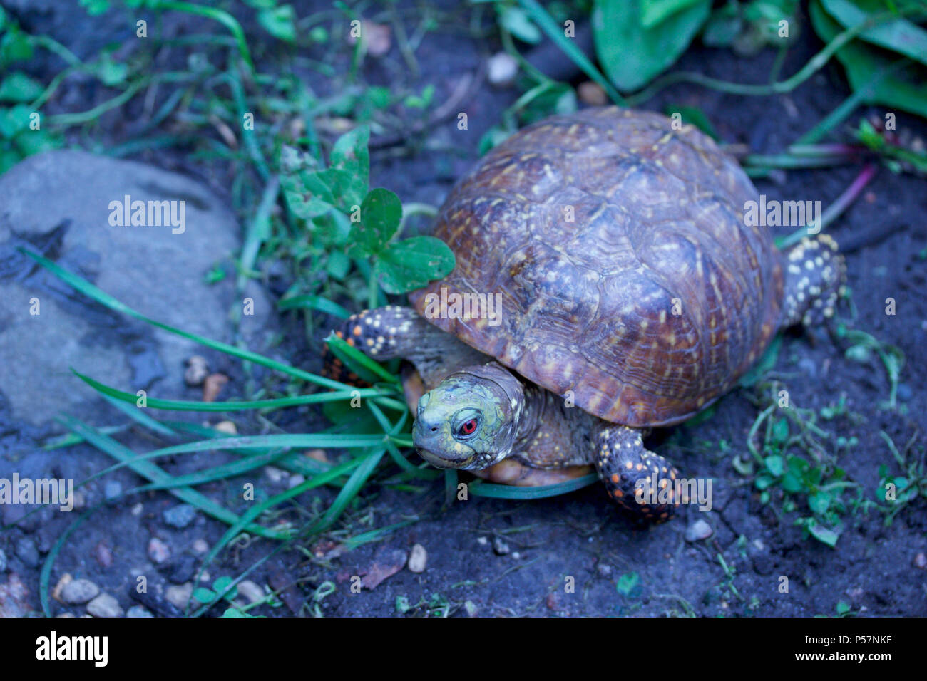 Desert box turtle hi-res stock photography and images - Alamy