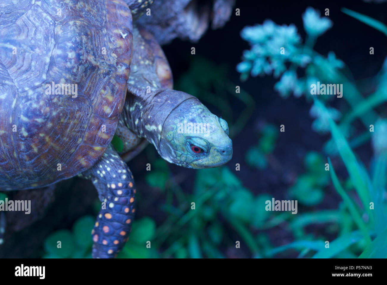 Desert box turtle hi-res stock photography and images - Alamy
