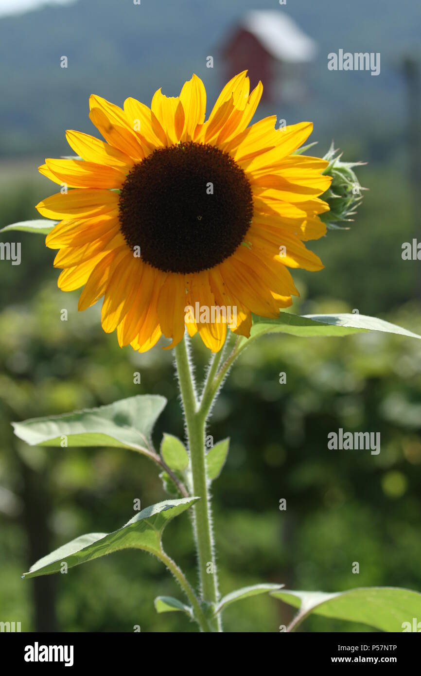 Sunflowers head hi-res stock photography and images - Alamy