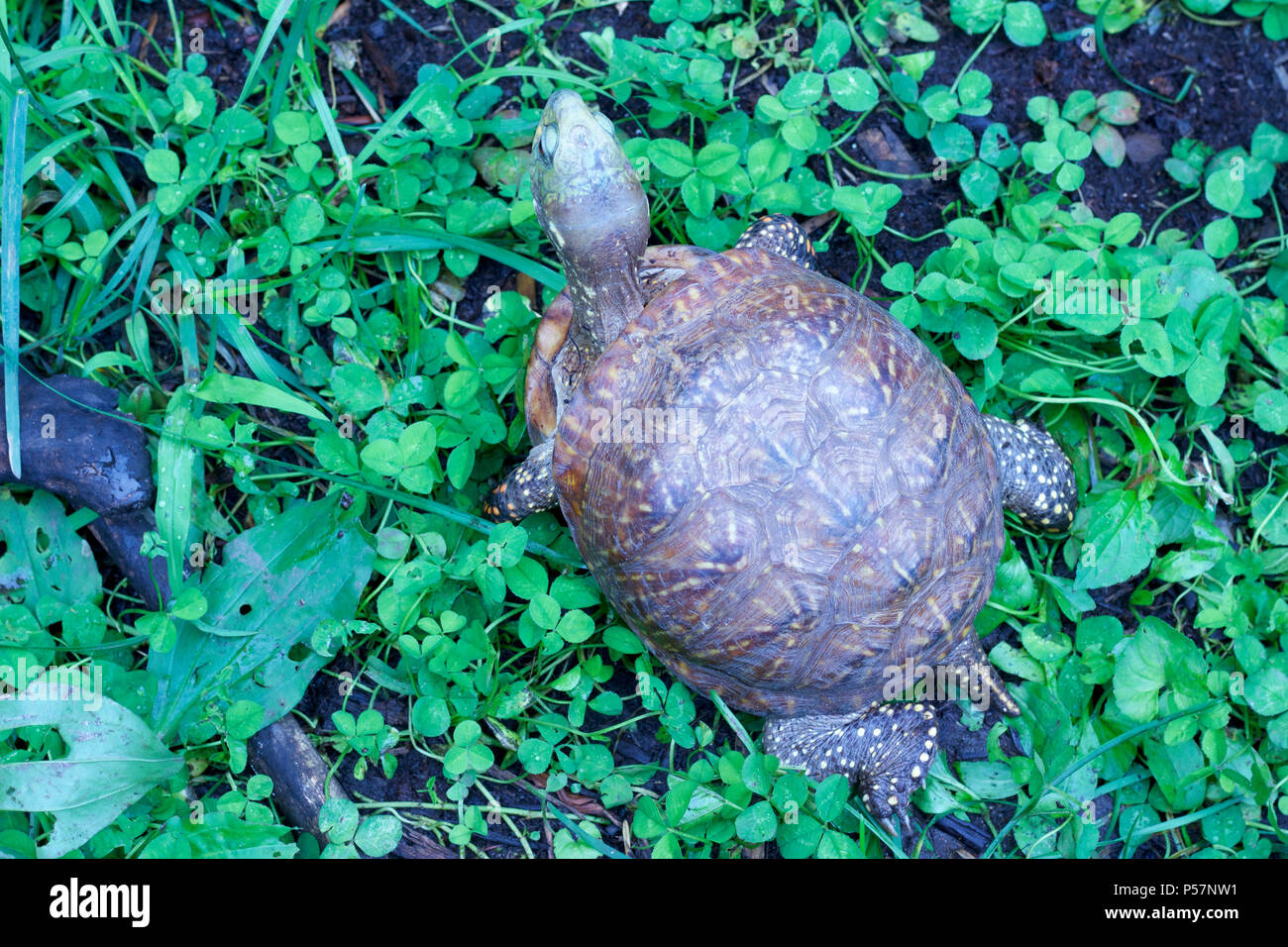 Close up view of a male western ornate box turtle with red eyes and ...