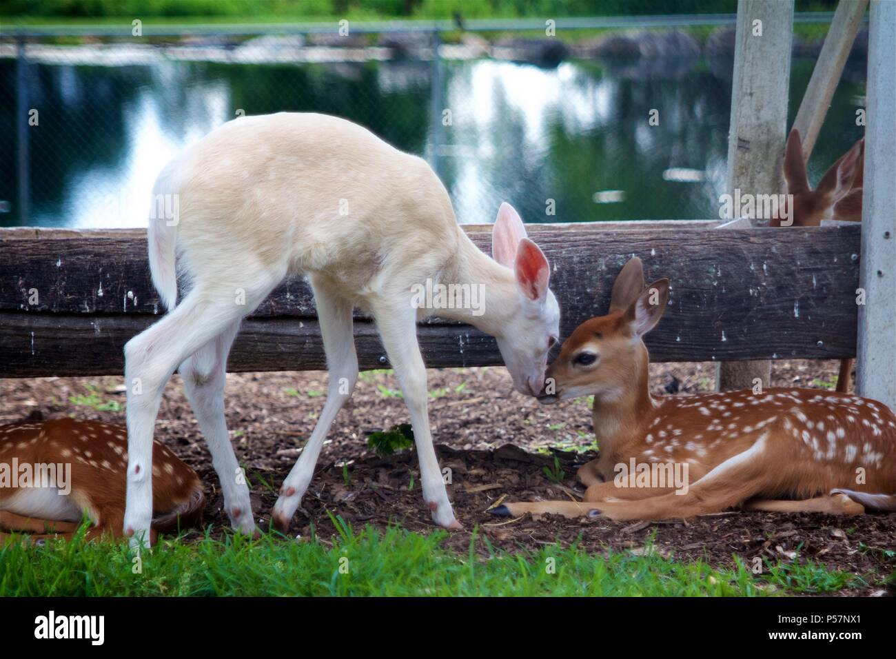 Baby nuzzling hi-res stock photography and images - Alamy