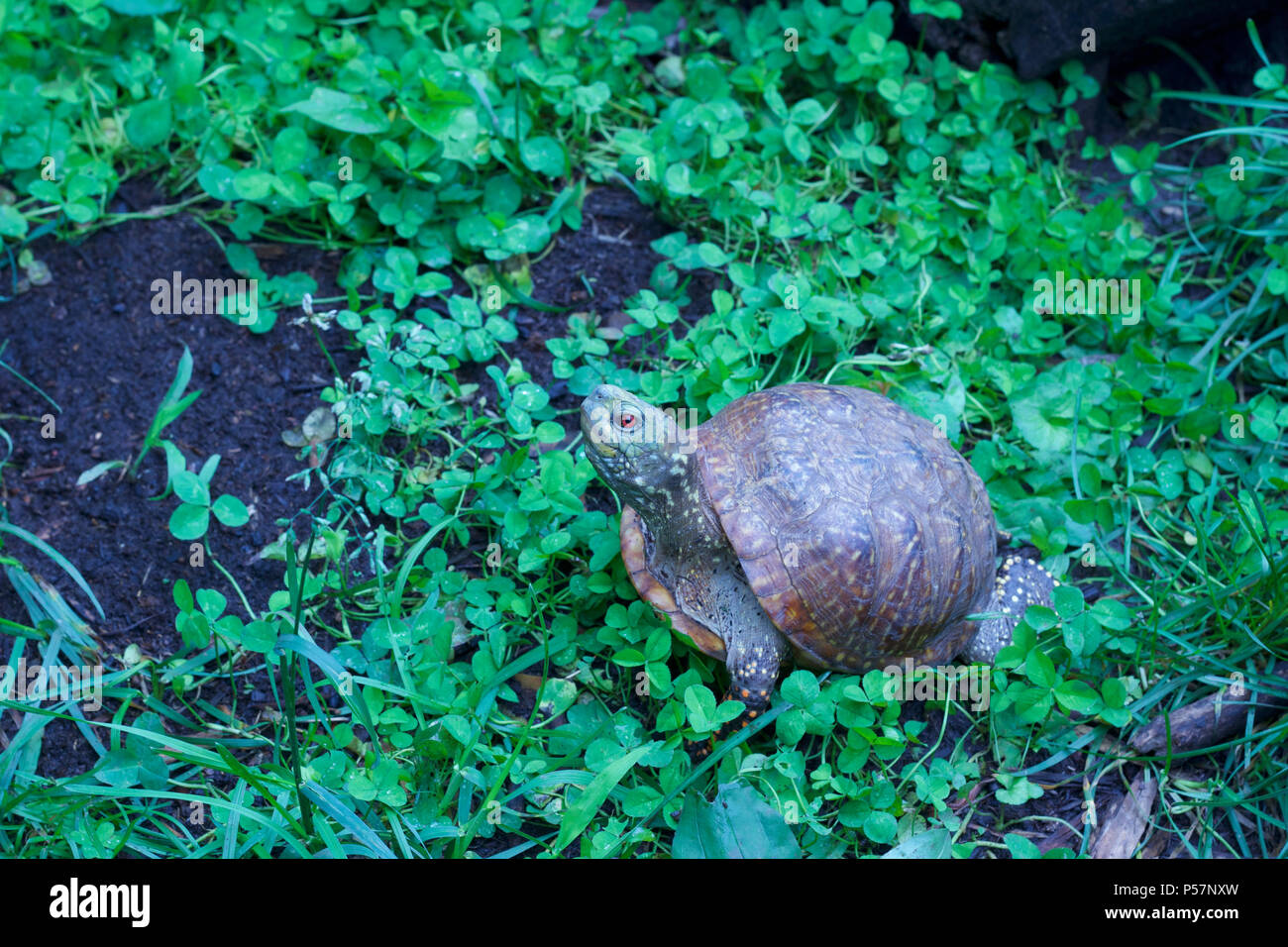 Close up view of a male western ornate box turtle with red eyes and ...