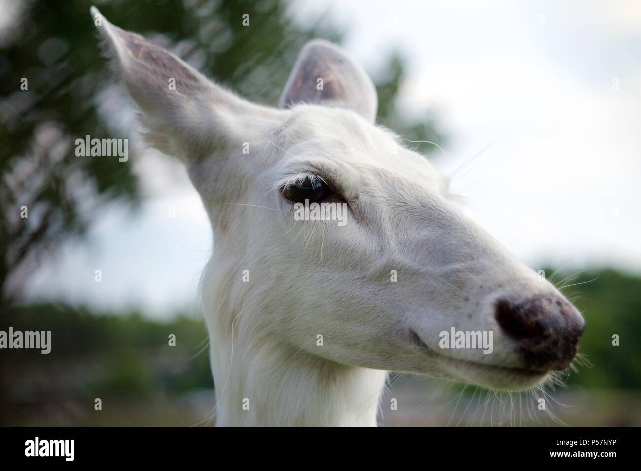 Piebald deer hi-res stock photography and images - Alamy