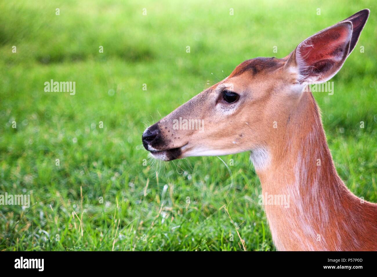 Deer Face Profile
