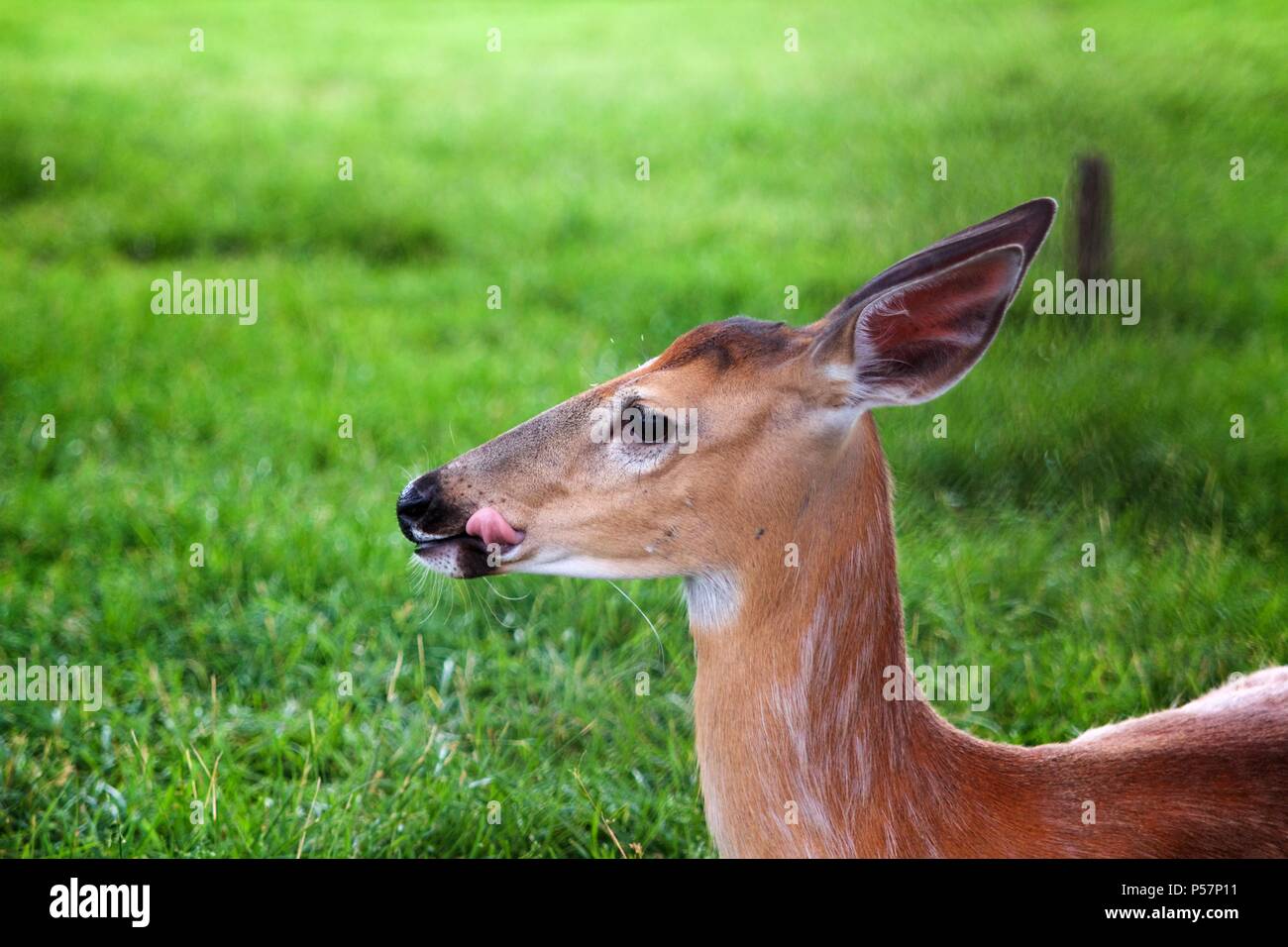 Deer Tongue High Resolution Stock Photography and Images - Alamy