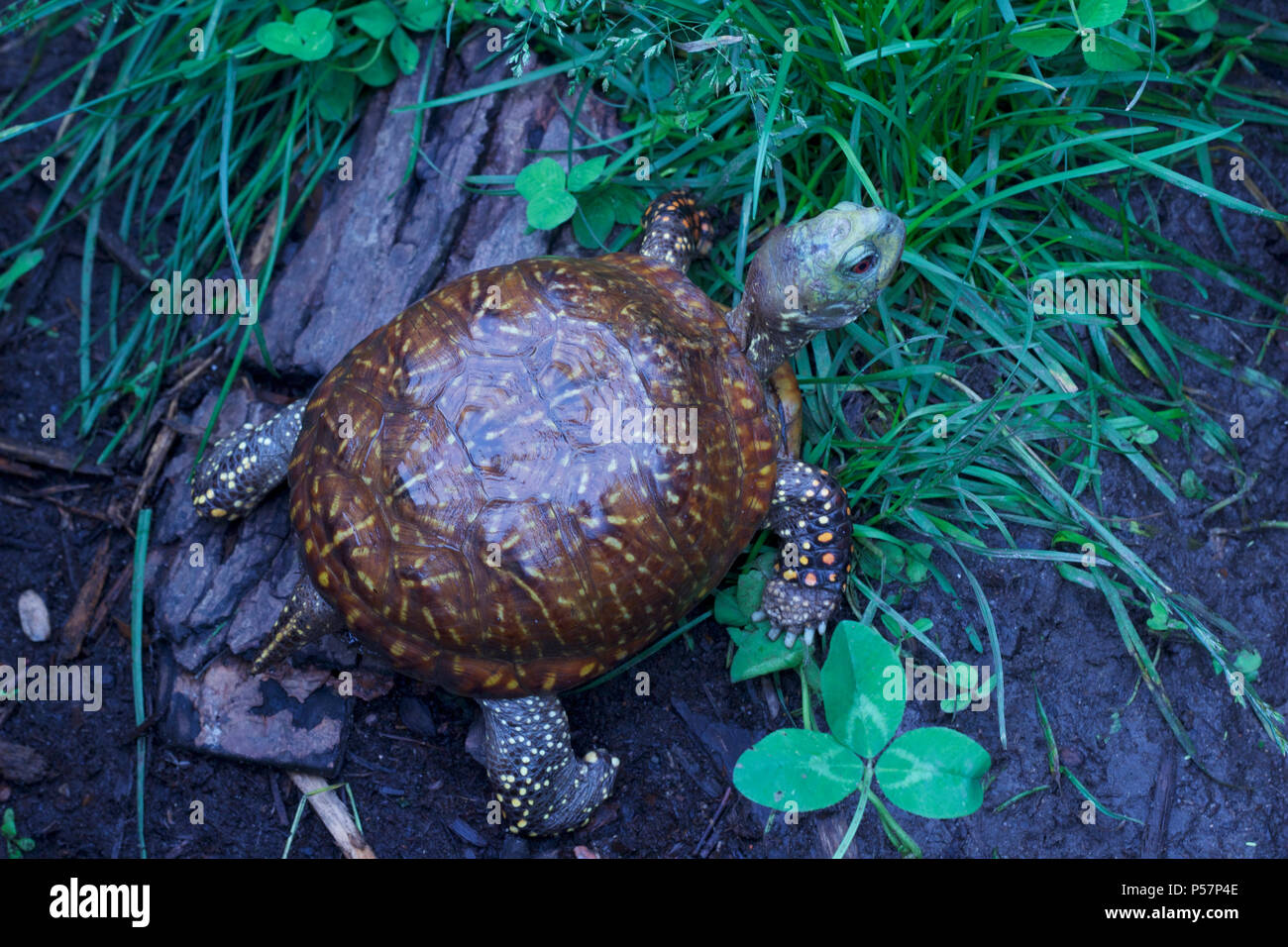 Close up view of a male western ornate box turtle with red eyes and ...