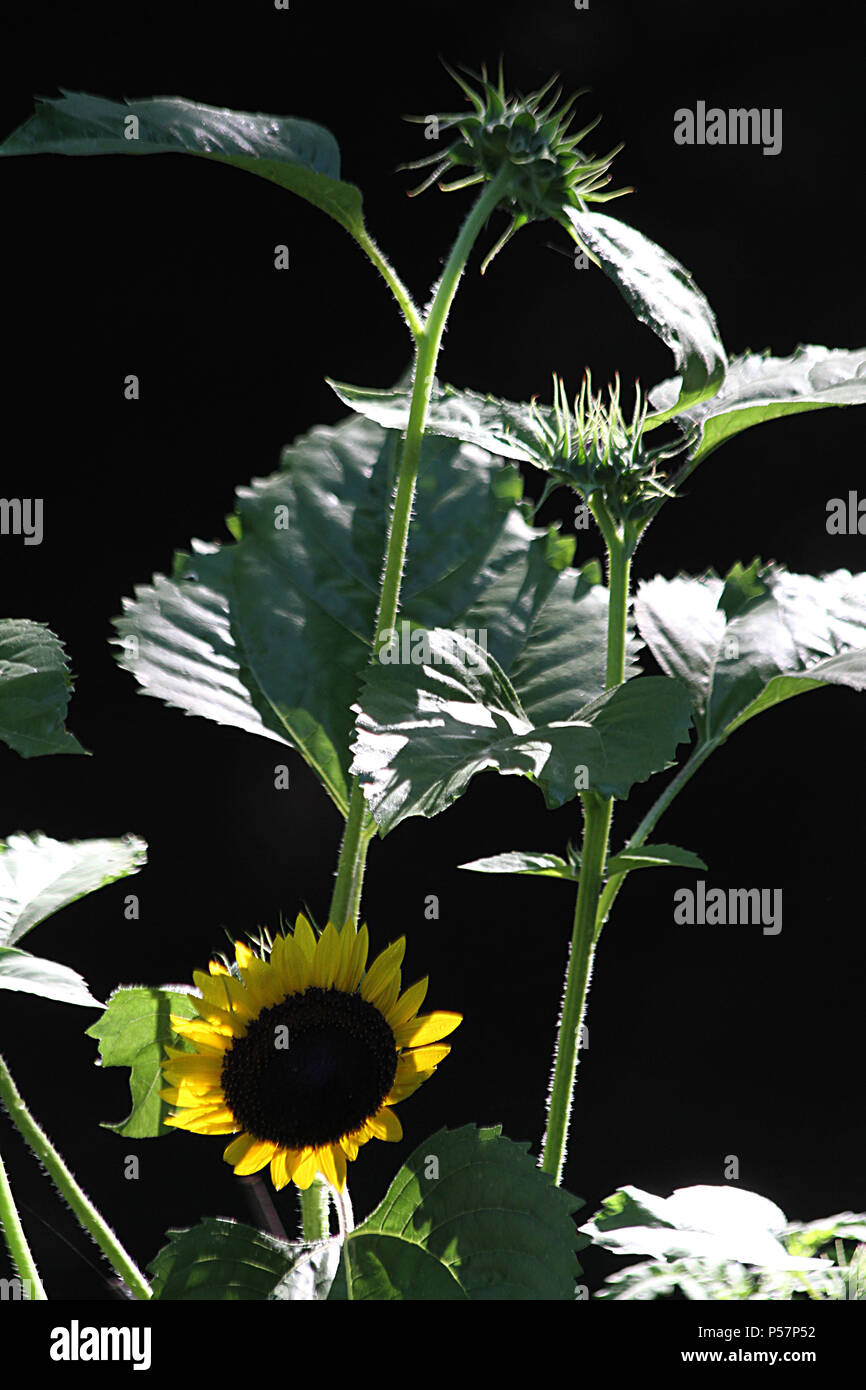 Sunflowers head hi-res stock photography and images - Alamy