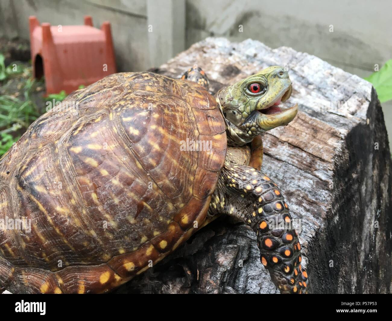 Colorful Land Turtles