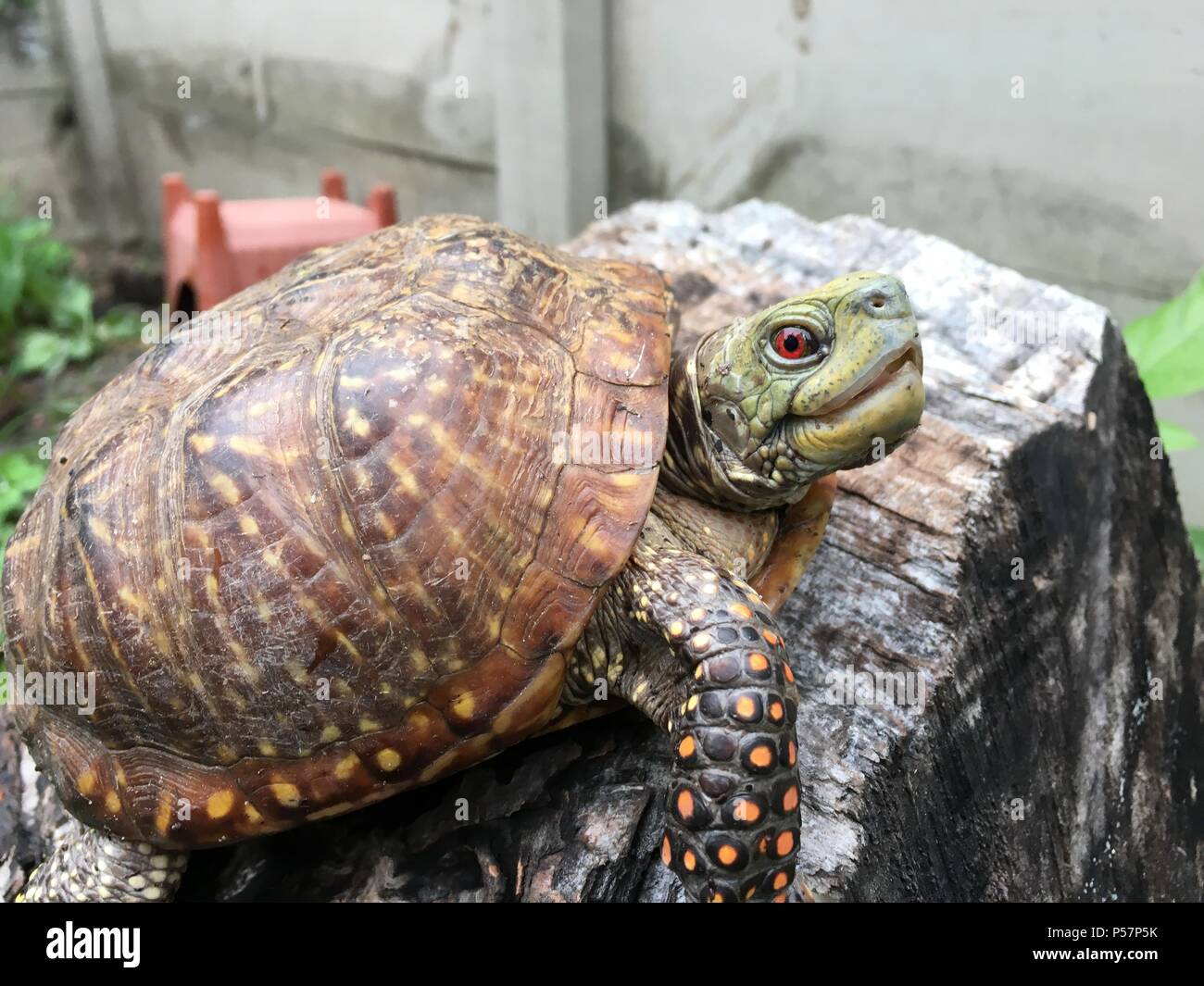 Colorful Land Turtles