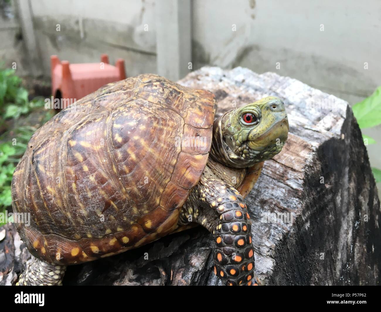 Desert box turtle hi-res stock photography and images - Alamy