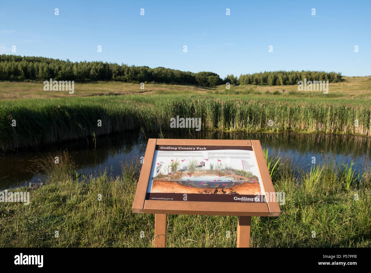 Lagoon at Gedling Country Park, Nottinghamshire England UK Stock Photo ...