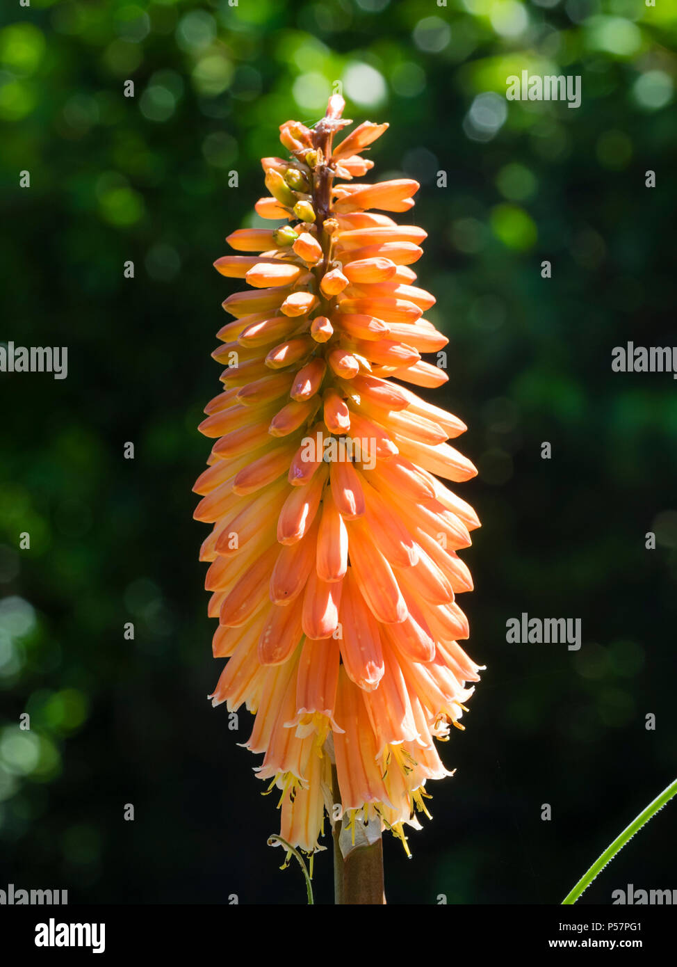 Single spike of the yellow orange flowered torch lily, Kniphofia ...
