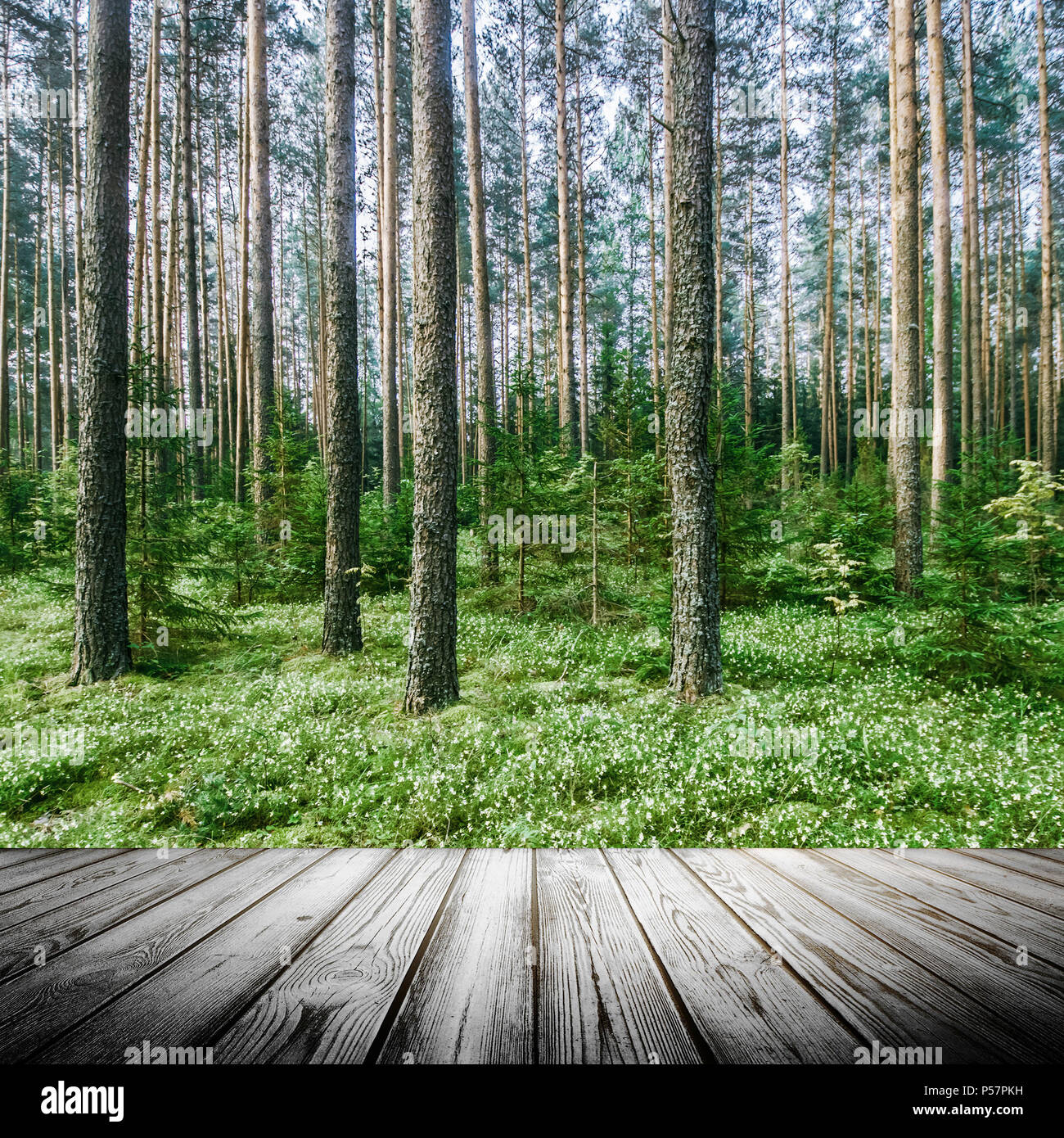 Wild trees in forest Stock Photo - Alamy