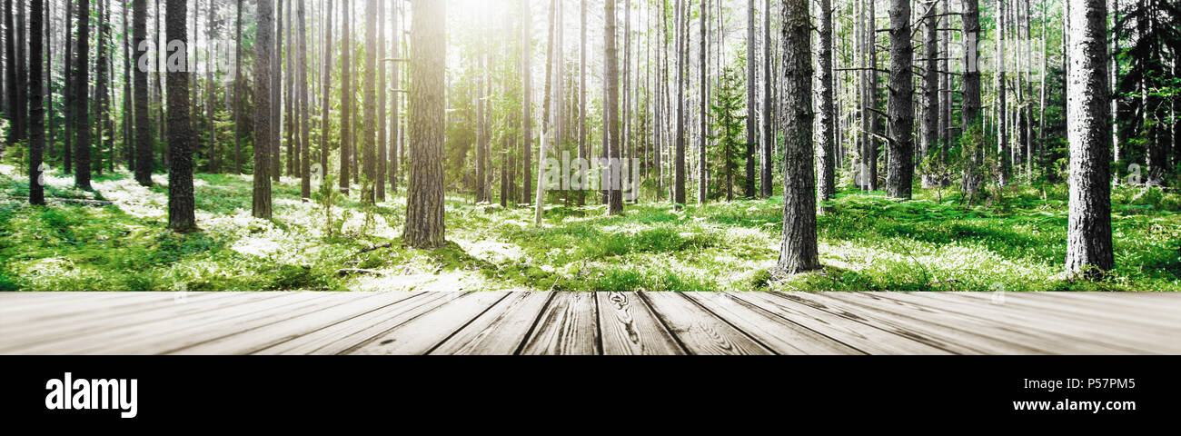 Wild forest panorama Stock Photo - Alamy