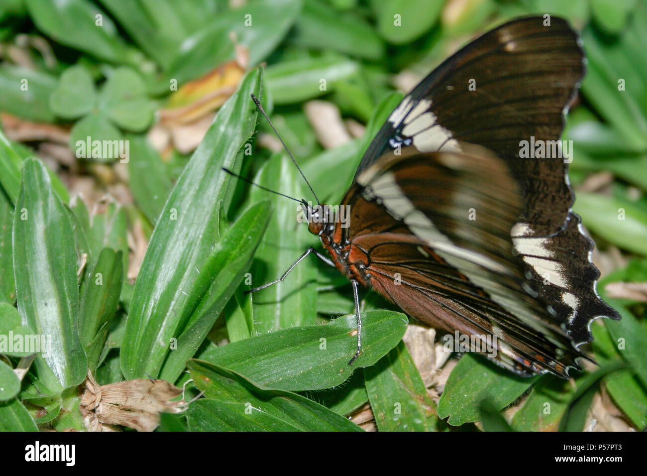 Butterflies of paraguay hi-res stock photography and images - Alamy