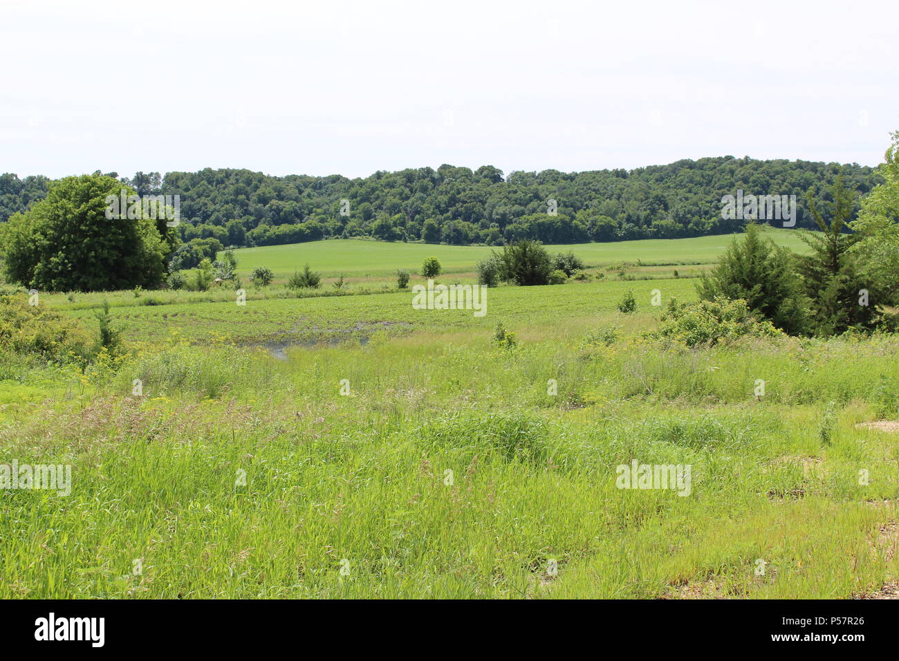 Grass Tree Landscape Background Outdoors Stock Photo - Alamy