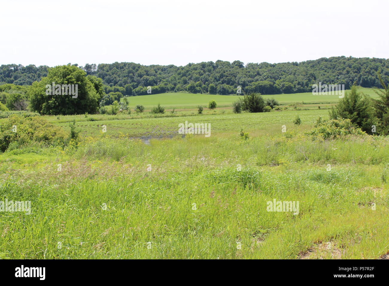 Grass Tree Landscape Background Outdoors Stock Photo - Alamy