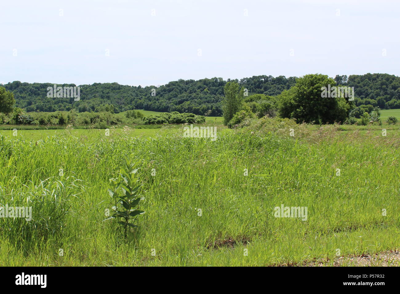Grass Tree Landscape Background Outdoors Stock Photo - Alamy