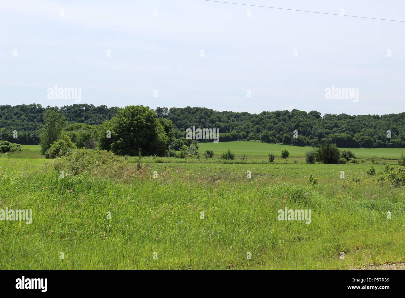 Grass Tree Landscape Background Outdoors Stock Photo - Alamy