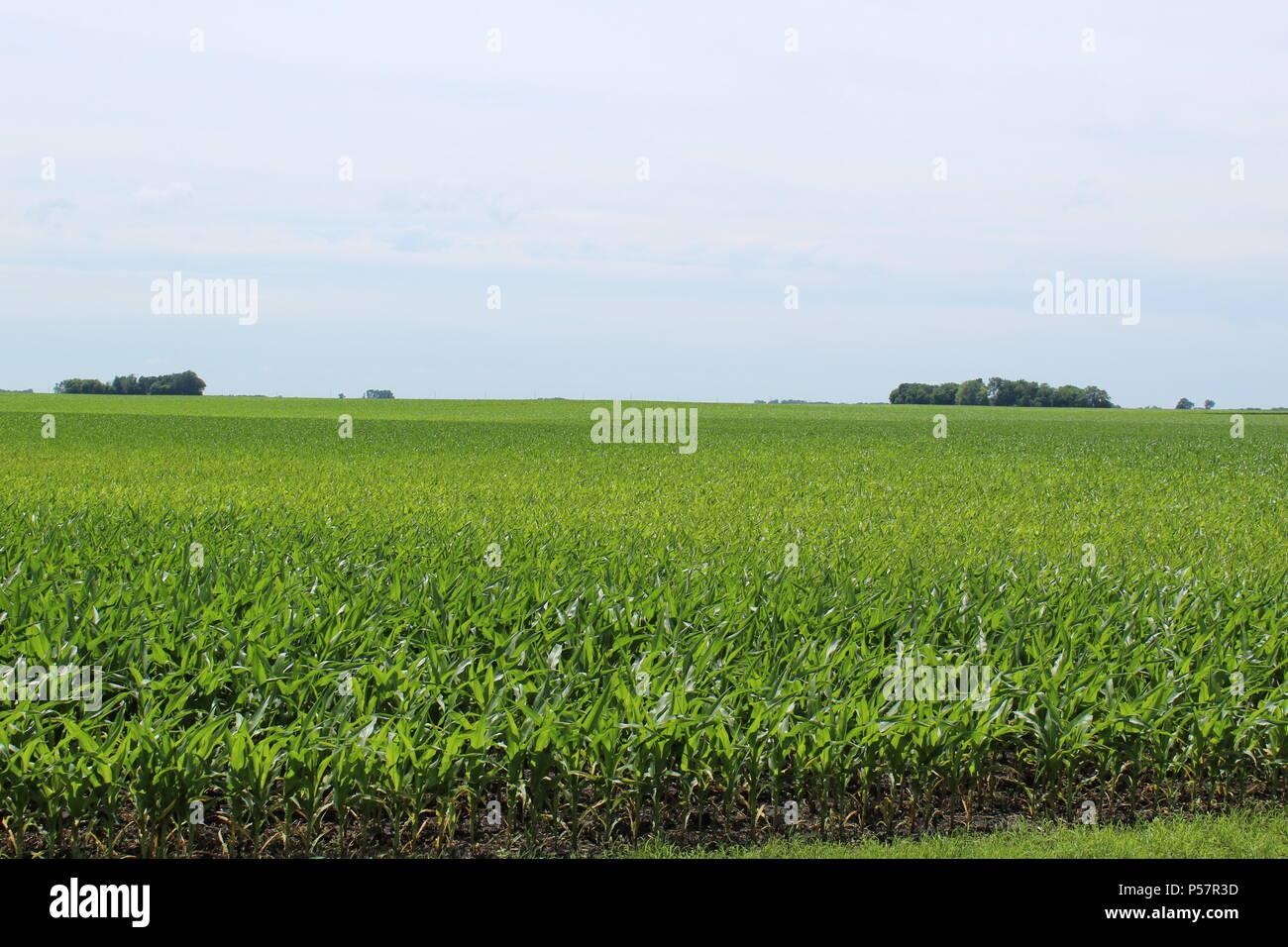 Grass Tree Landscape Background Outdoors Stock Photo - Alamy
