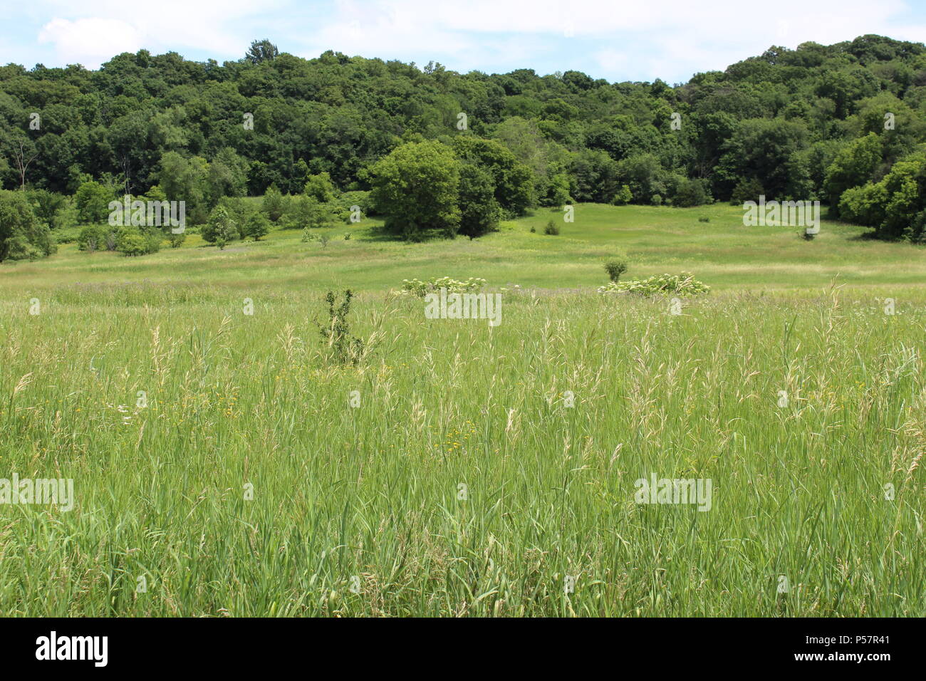 Grass Tree Landscape Background Outdoors Stock Photo - Alamy
