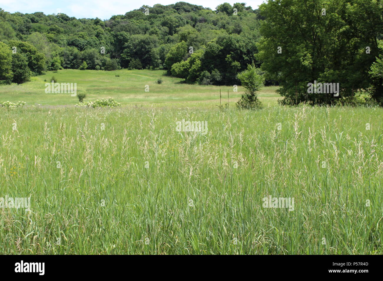 Grass Tree Landscape Background Outdoors Stock Photo - Alamy
