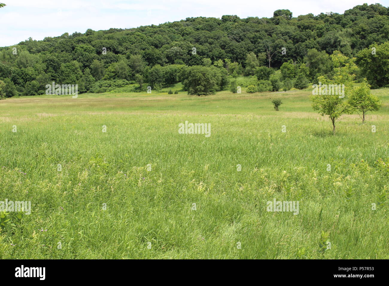 Grass Tree Landscape Background Outdoors Stock Photo - Alamy