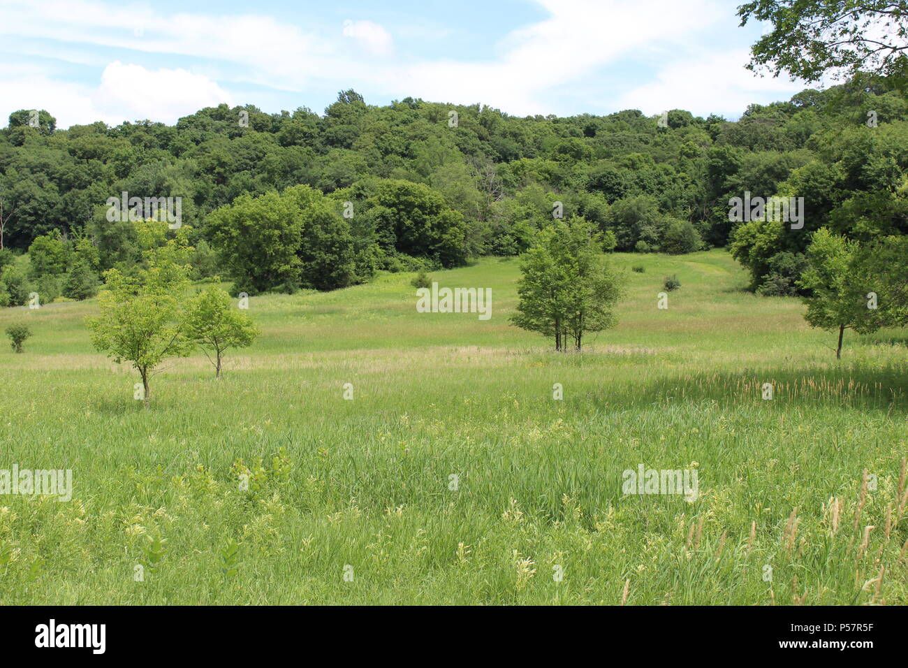 Grass Tree Landscape Background Outdoors Stock Photo - Alamy