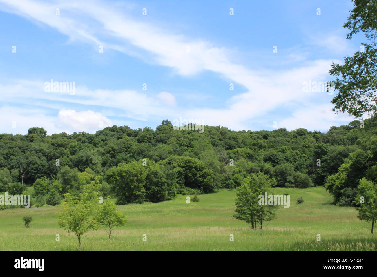 Grass Tree Landscape Background Outdoors Stock Photo - Alamy