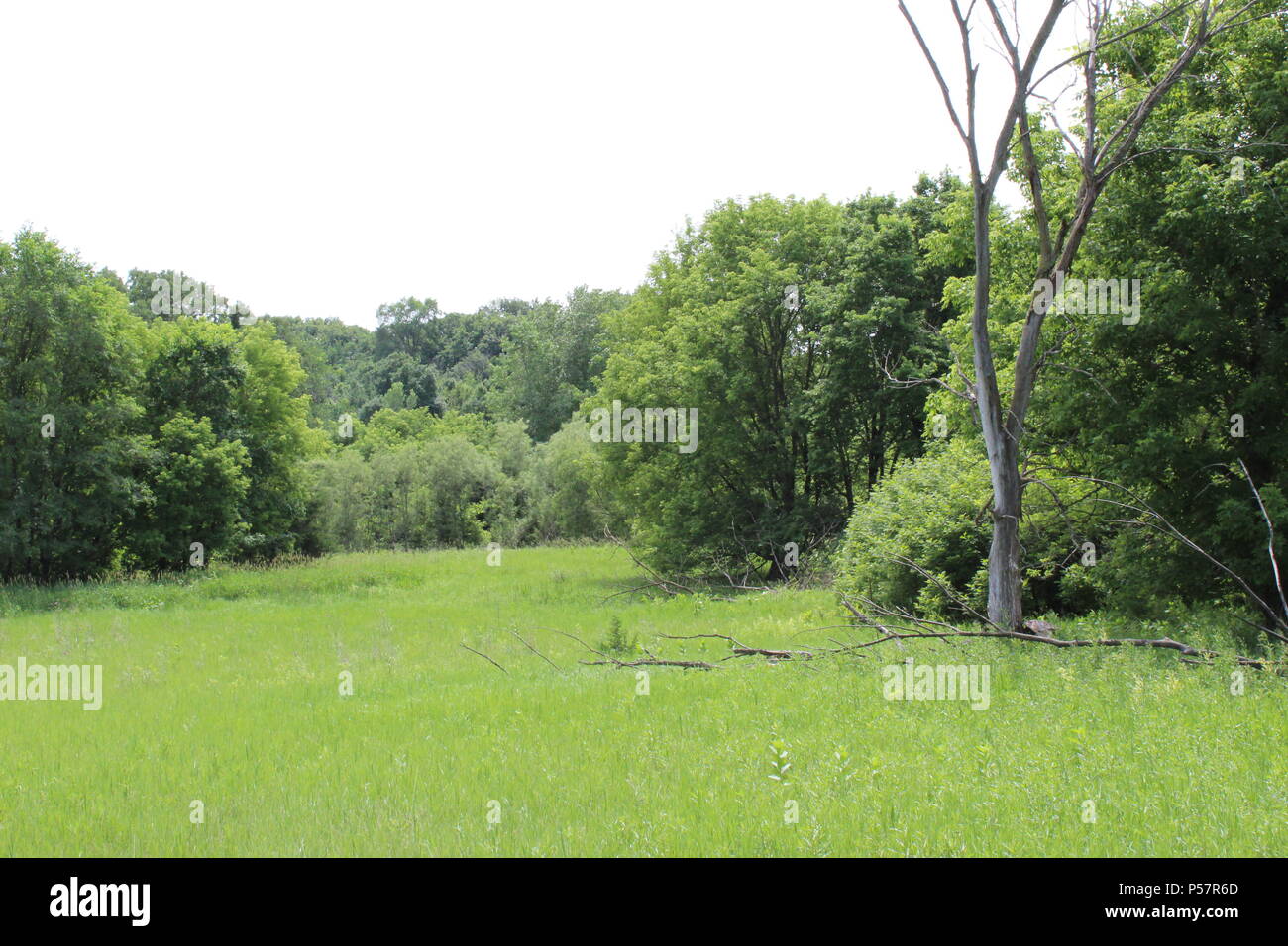 Grass Tree Landscape Background Outdoors Stock Photo - Alamy