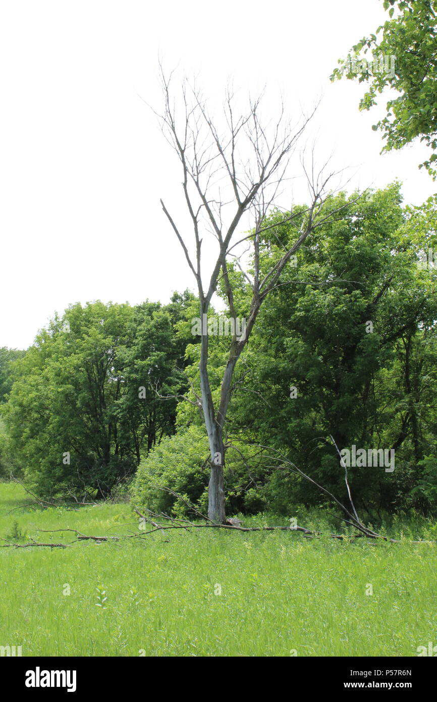 Grass Tree Landscape Background Outdoors Stock Photo - Alamy