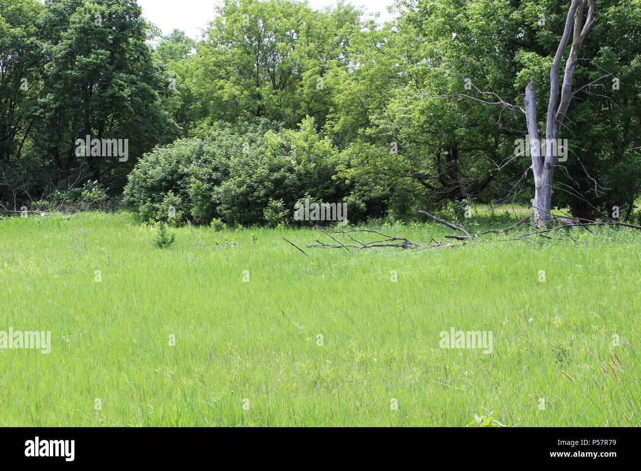 Grass Tree Landscape Background Outdoors Stock Photo - Alamy