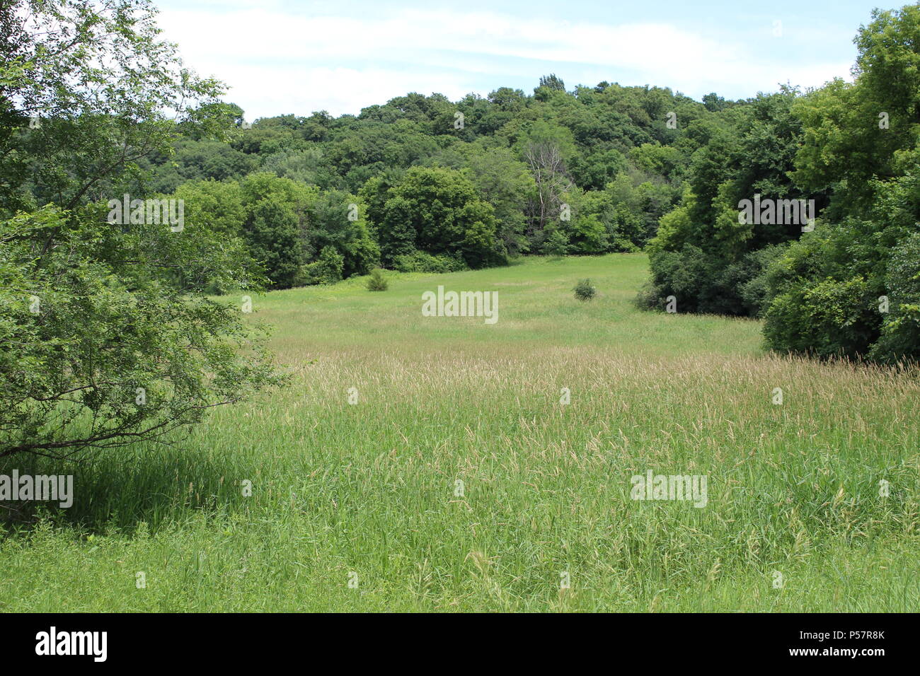 Grass Tree Landscape Background Outdoors Stock Photo - Alamy