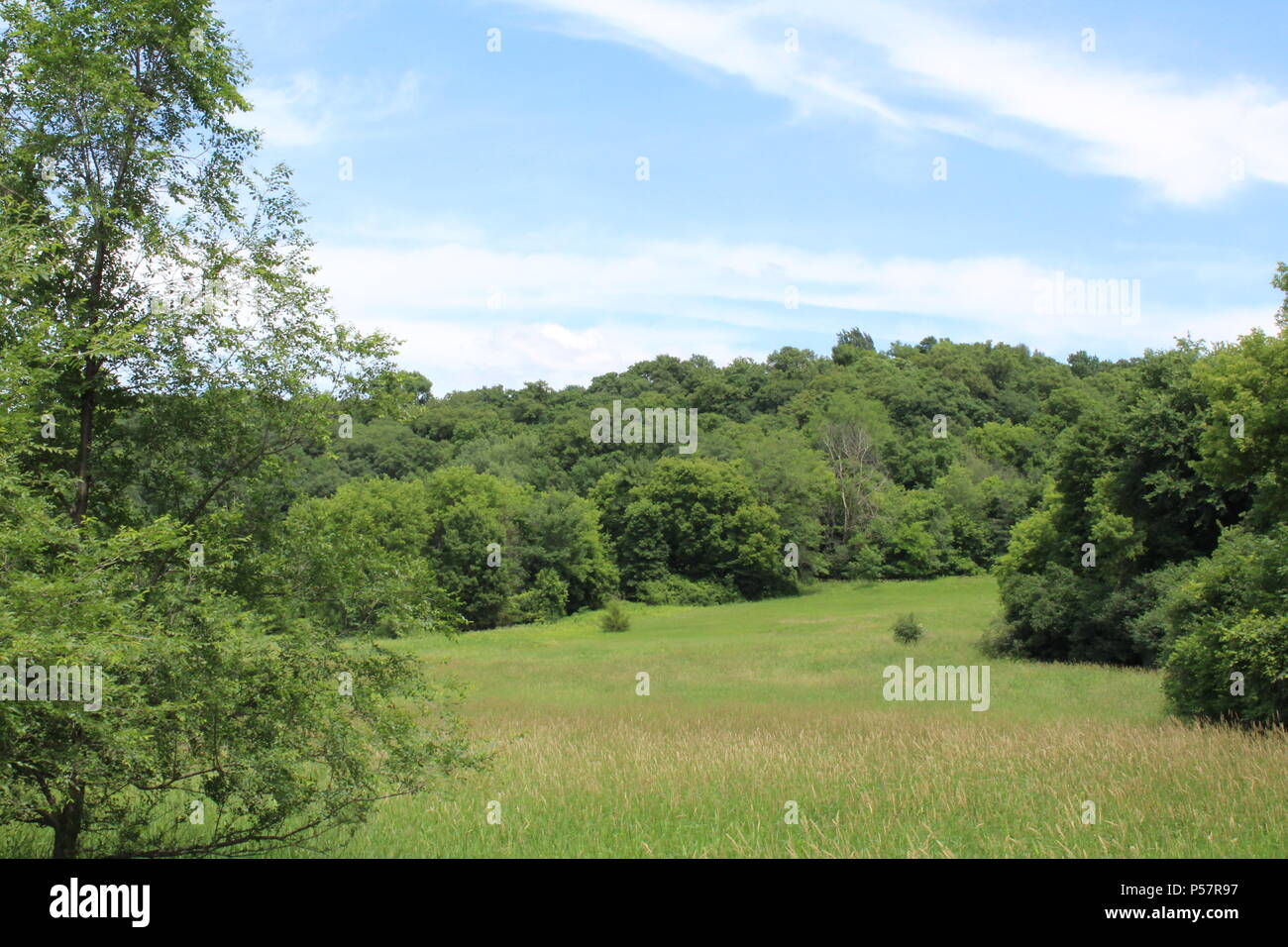 Grass Tree Landscape Background Outdoors Stock Photo - Alamy