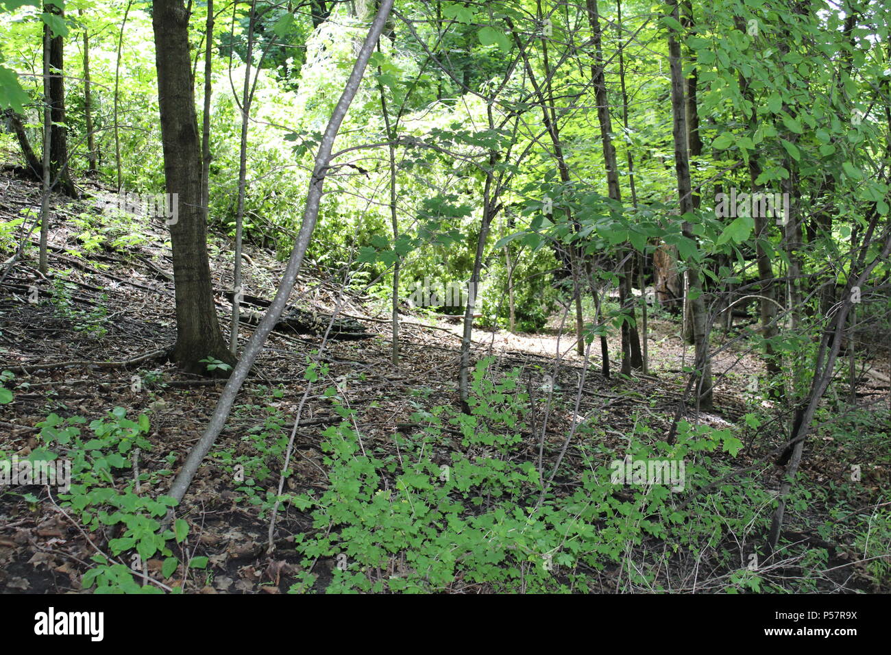 Grass Tree Landscape Background Outdoors Stock Photo - Alamy