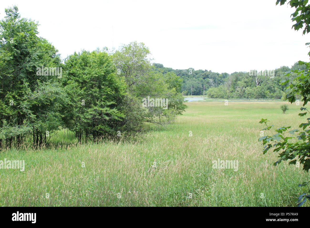 Grass Tree Landscape Background Outdoors Stock Photo - Alamy