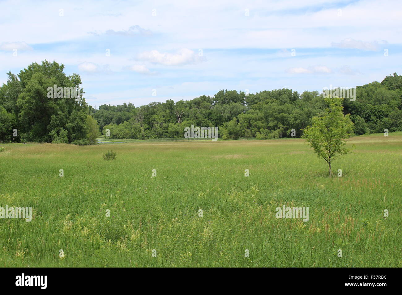 Grass Tree Landscape Background Outdoors Stock Photo - Alamy
