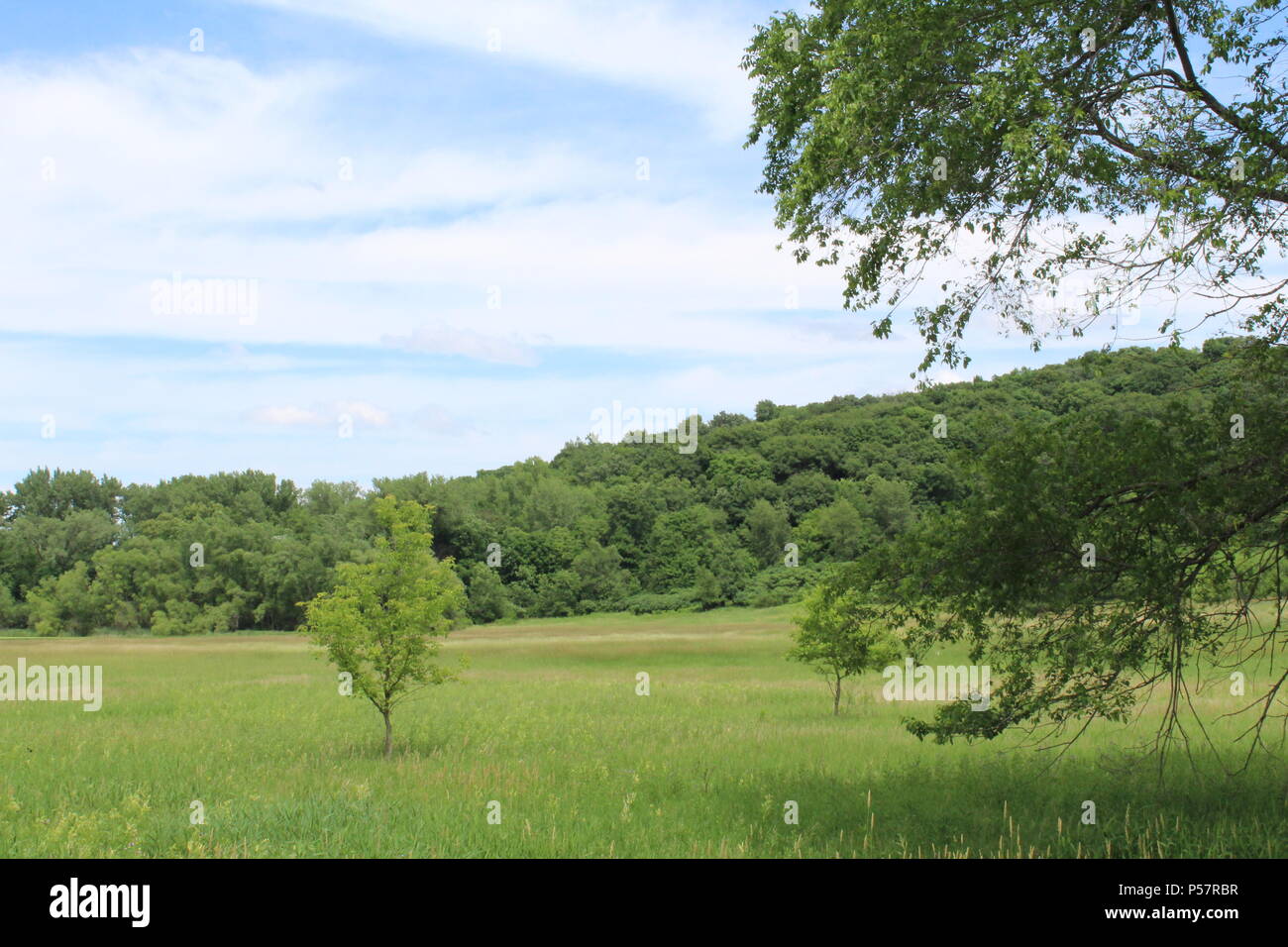 Grass Tree Landscape Background Outdoors Stock Photo - Alamy