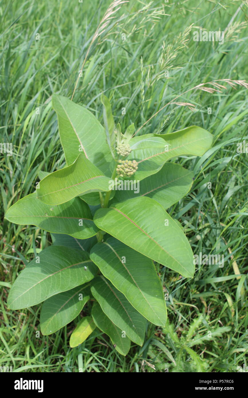Grass Tree Landscape Background Outdoors Stock Photo - Alamy