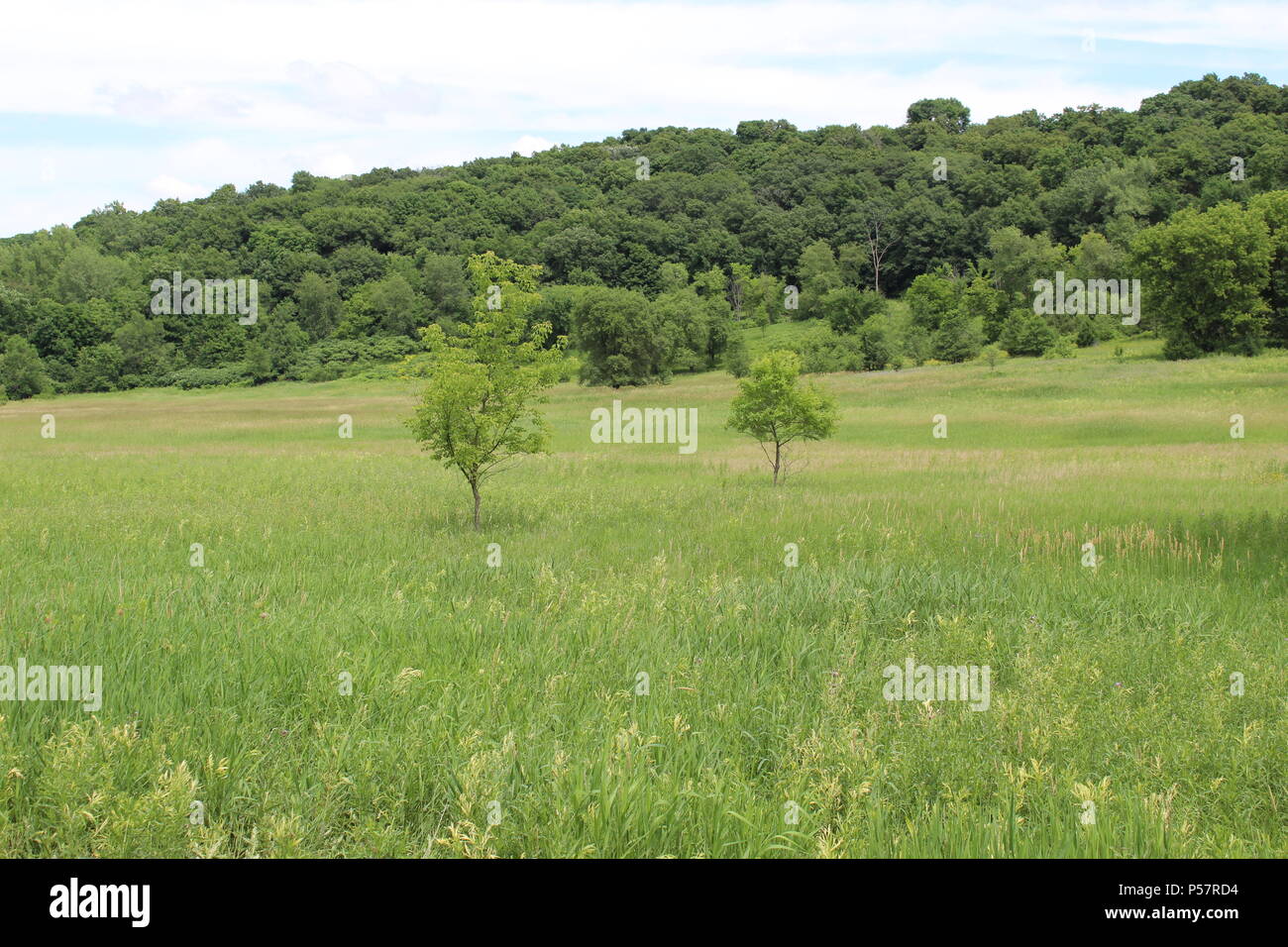 Grass Tree Landscape Background Outdoors Stock Photo - Alamy