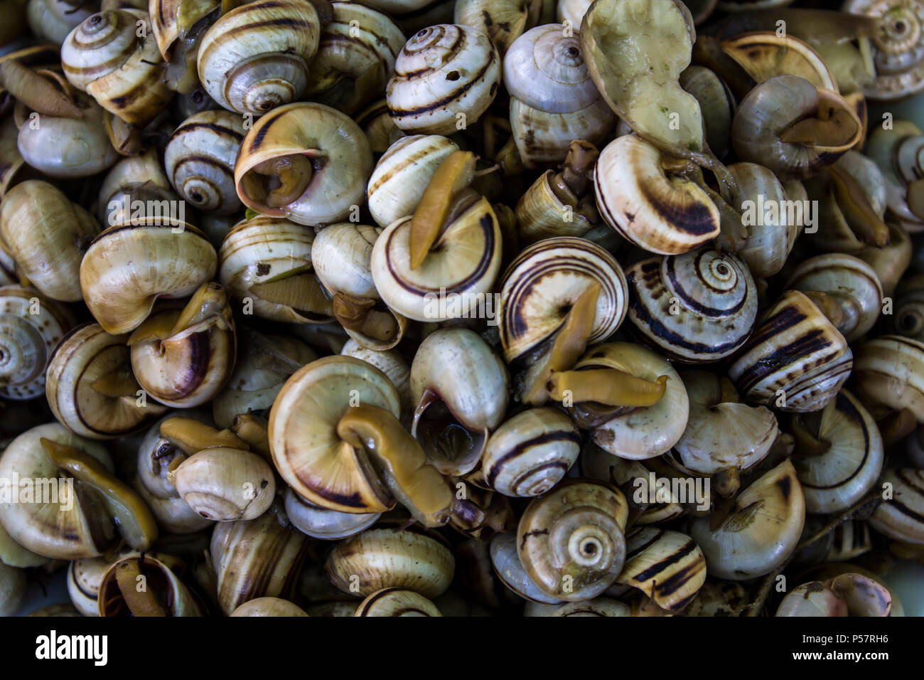 Top view of Cooked snails or escargot Stock Photo - Alamy