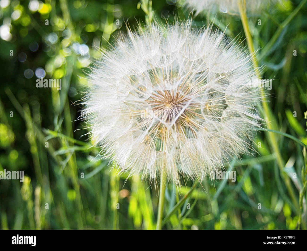 Dandelion flower seed growth hi-res stock photography and images - Alamy