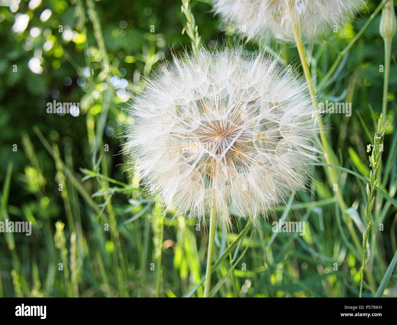 Natural flower seeds hi-res stock photography and images - Alamy