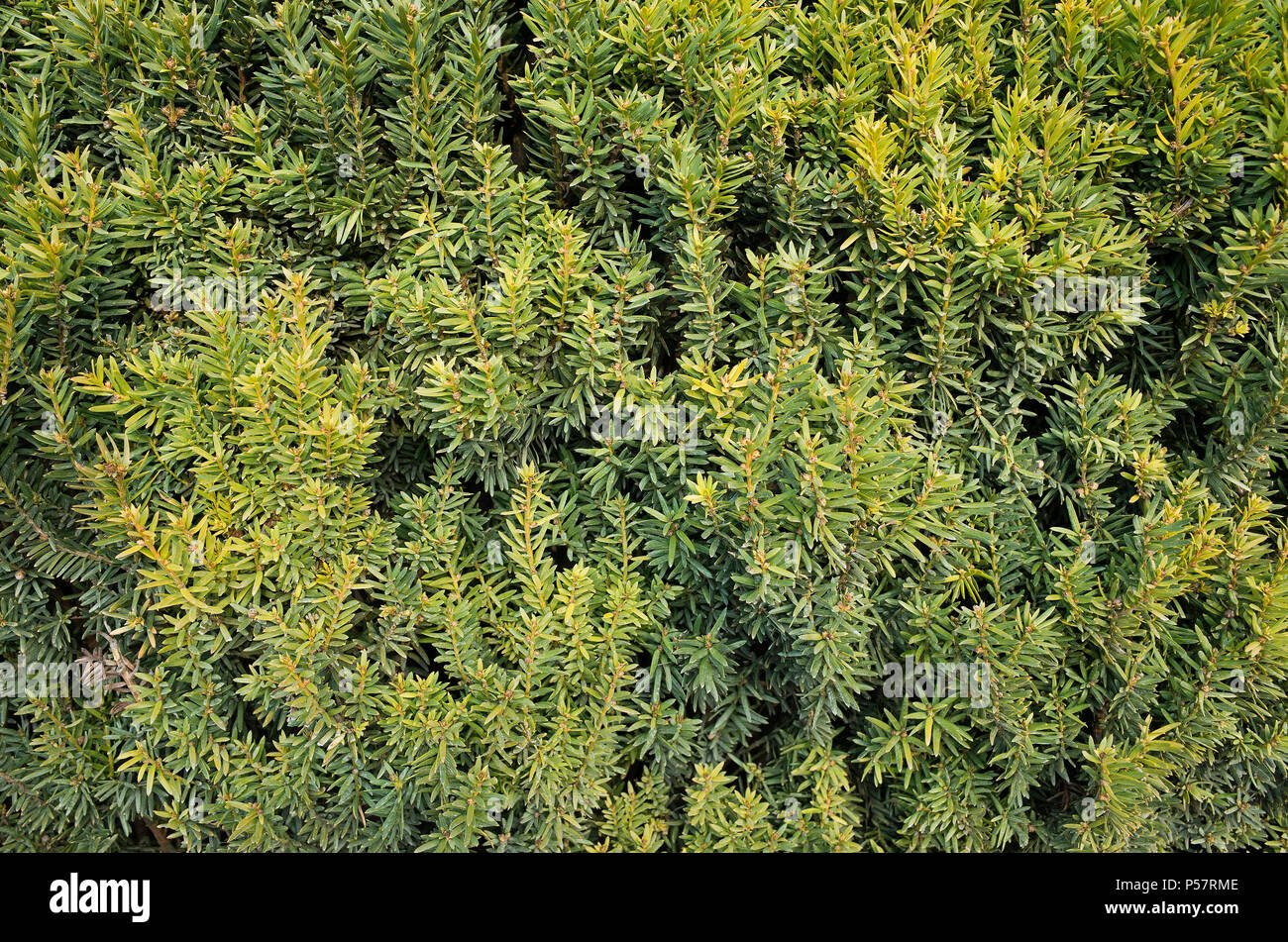 Details of green bush Stock Photo - Alamy