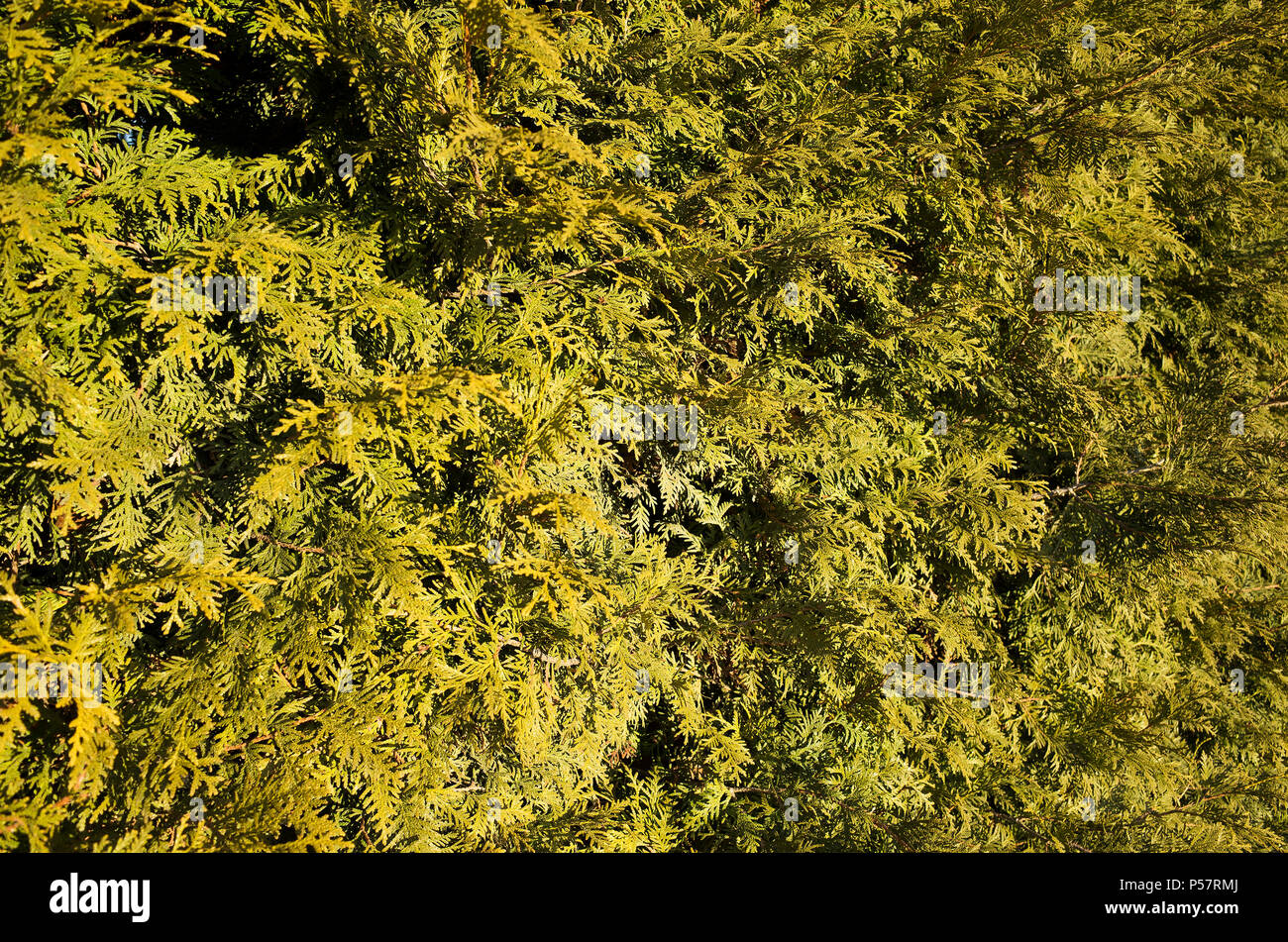 Details of green bush Stock Photo - Alamy