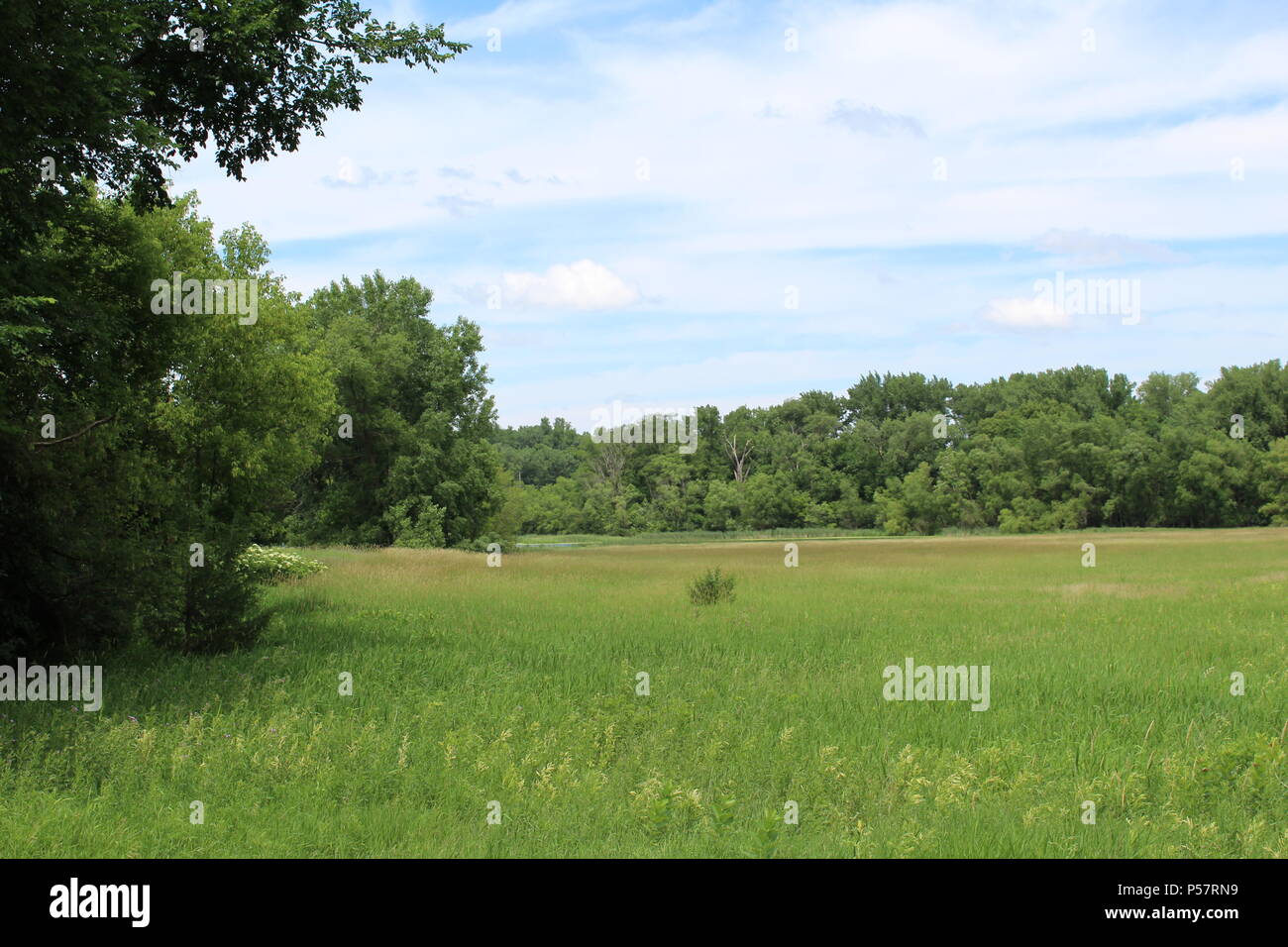 Tall trees in open fields hi-res stock photography and images - Alamy