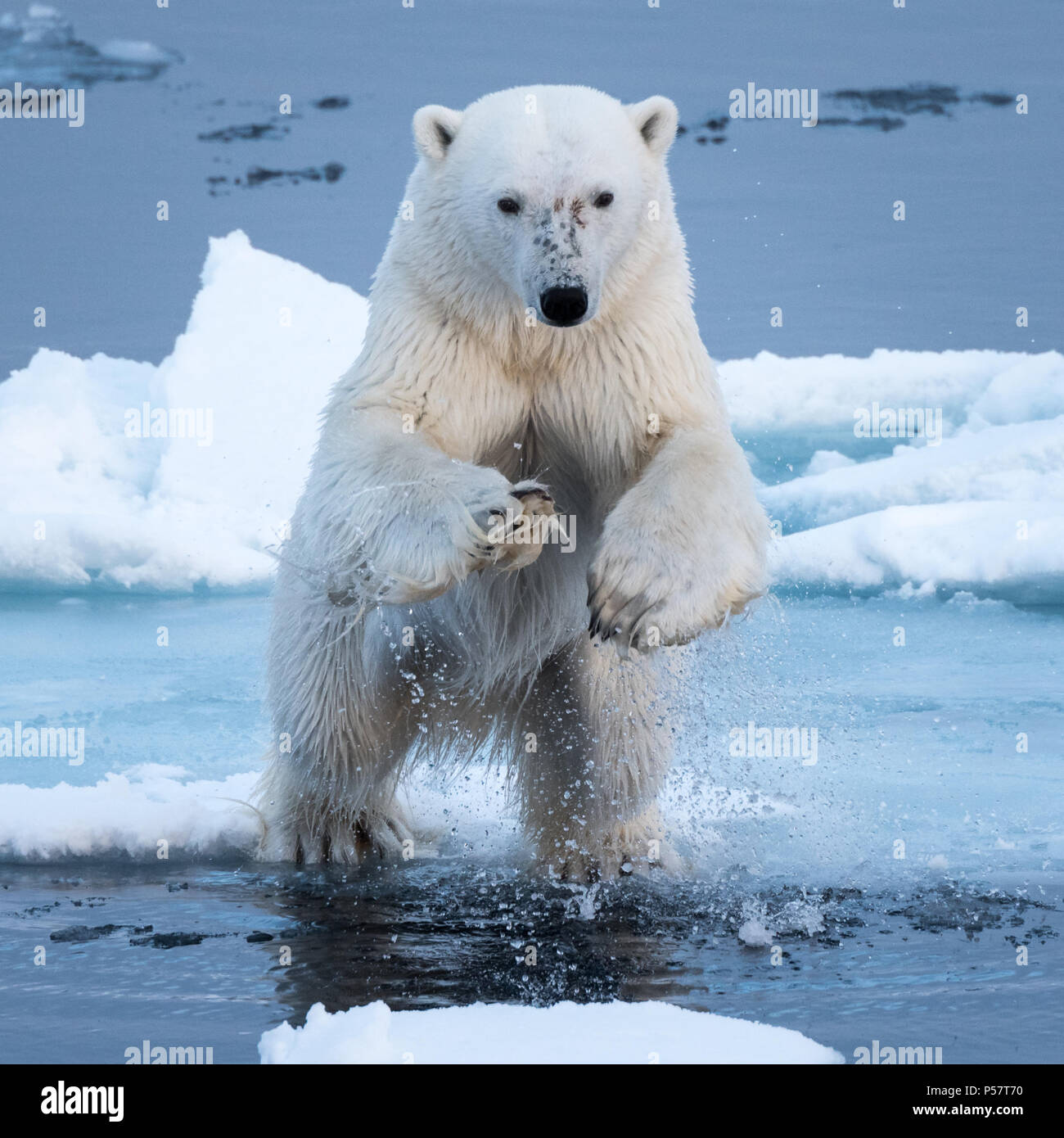 Jumping polar bear hi-res stock photography and images - Alamy
